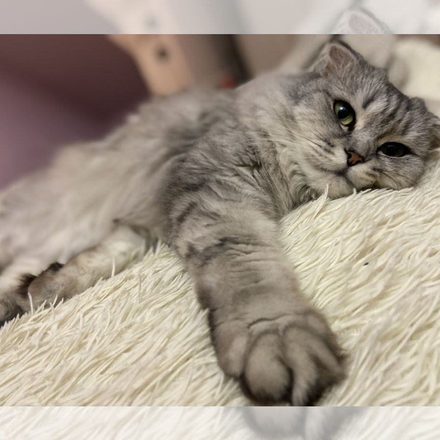 Отдам кошку в добрые руки