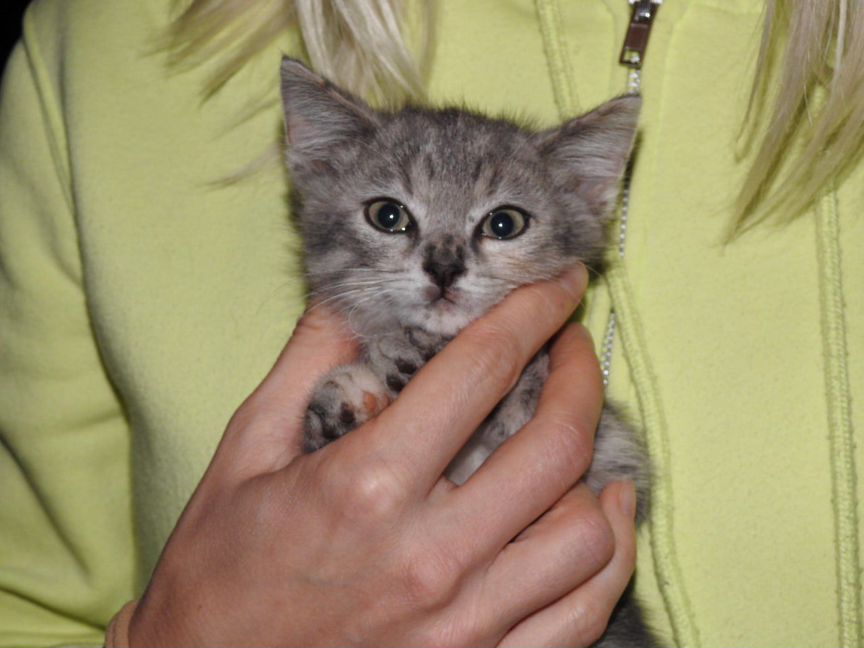 Русская голубая