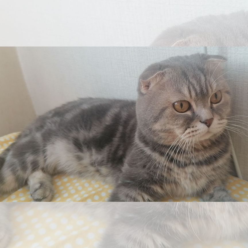Шотландский кот вязка
