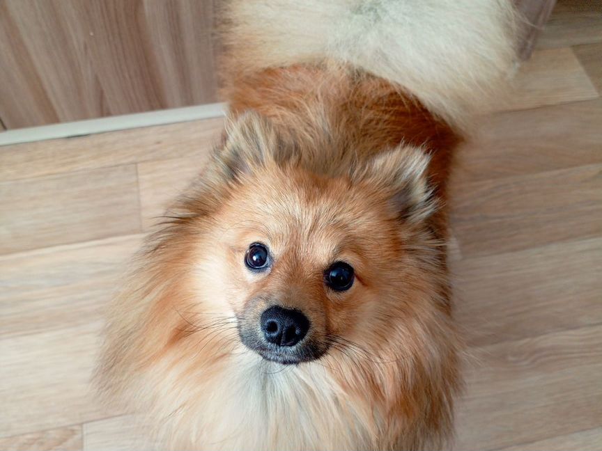 Померанский шпиц