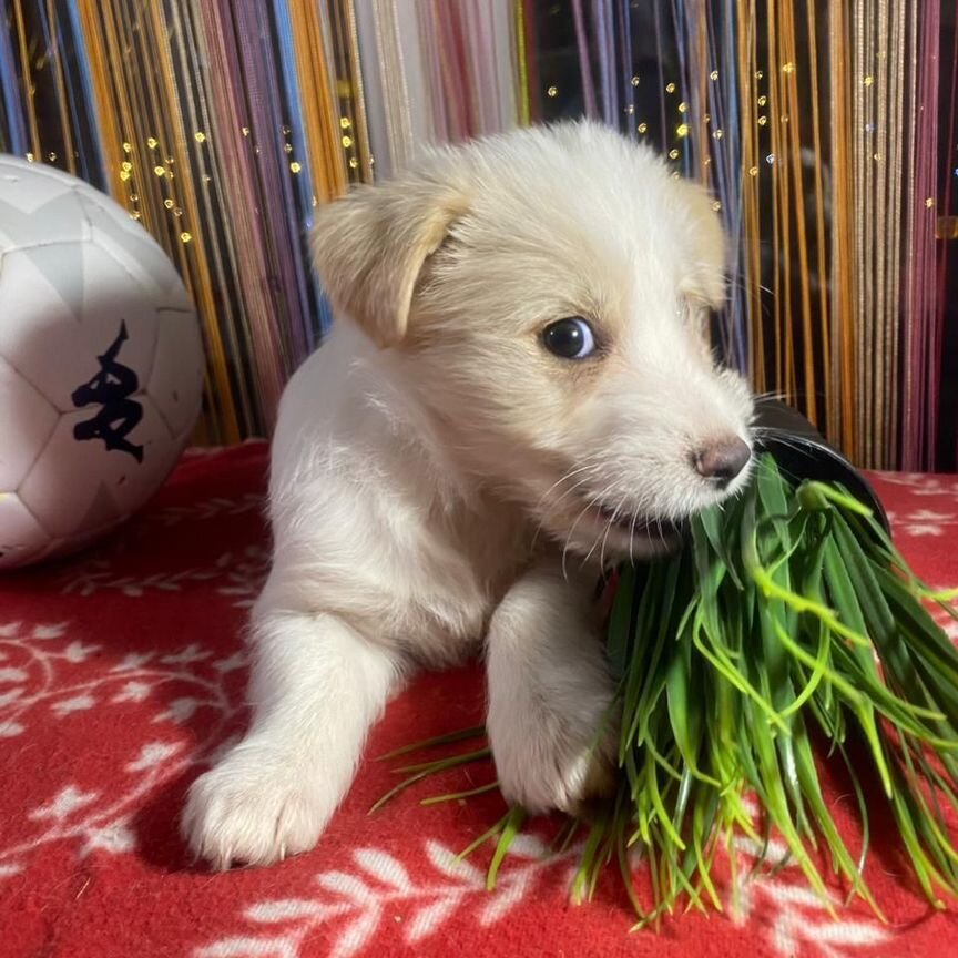 Прекрасная девочка ищет дом