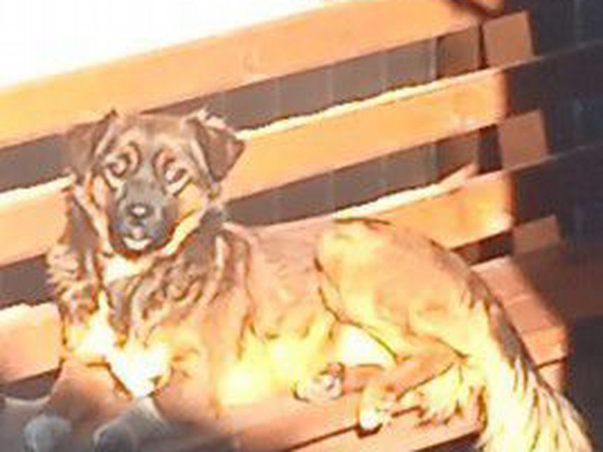 Собака в добрые руки