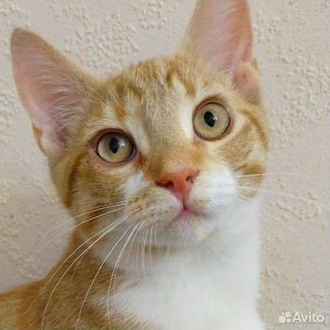 Рыженький мальчишка ищет дом