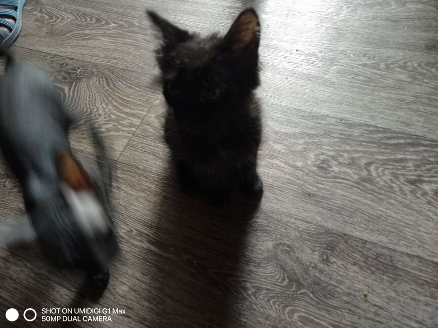 Котята отдам бесплатно