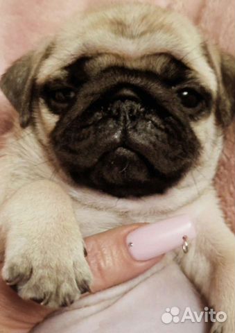 Щенки мопса