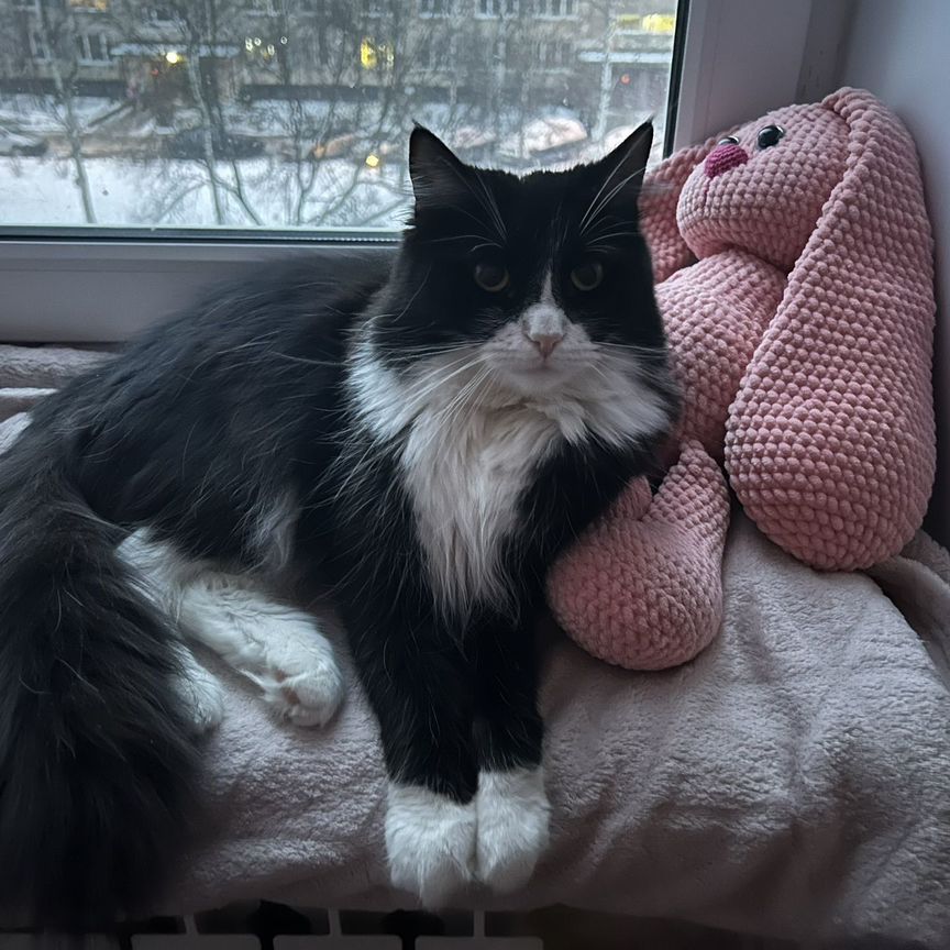 Отдам кошку в добрые руки