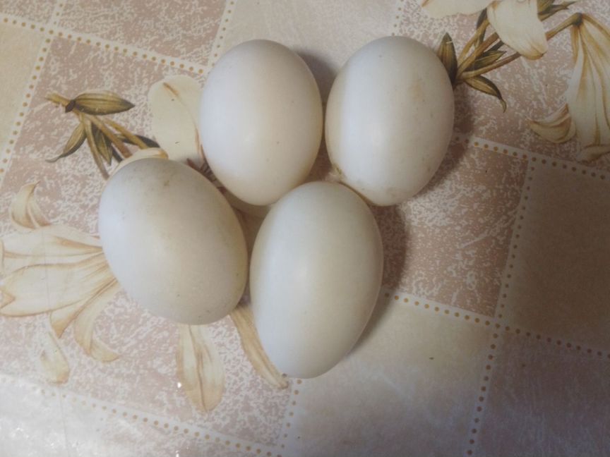 Утиные яйца