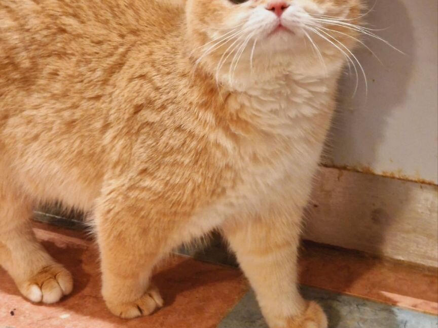 Золотой британский котик.BRI ny 12, 2 года
