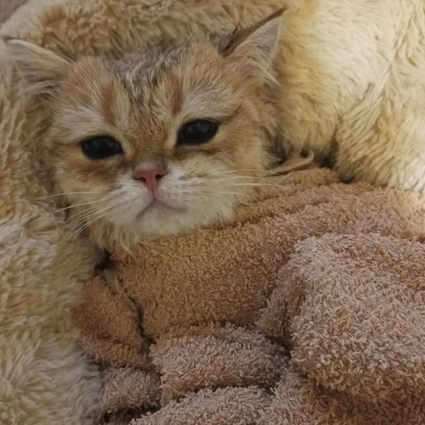 Шотландский котик Золотая шиншилла страйт 6 мес