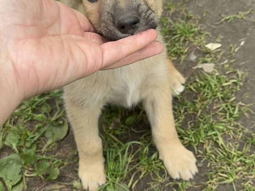 Маленькие щеночки в добрые руки