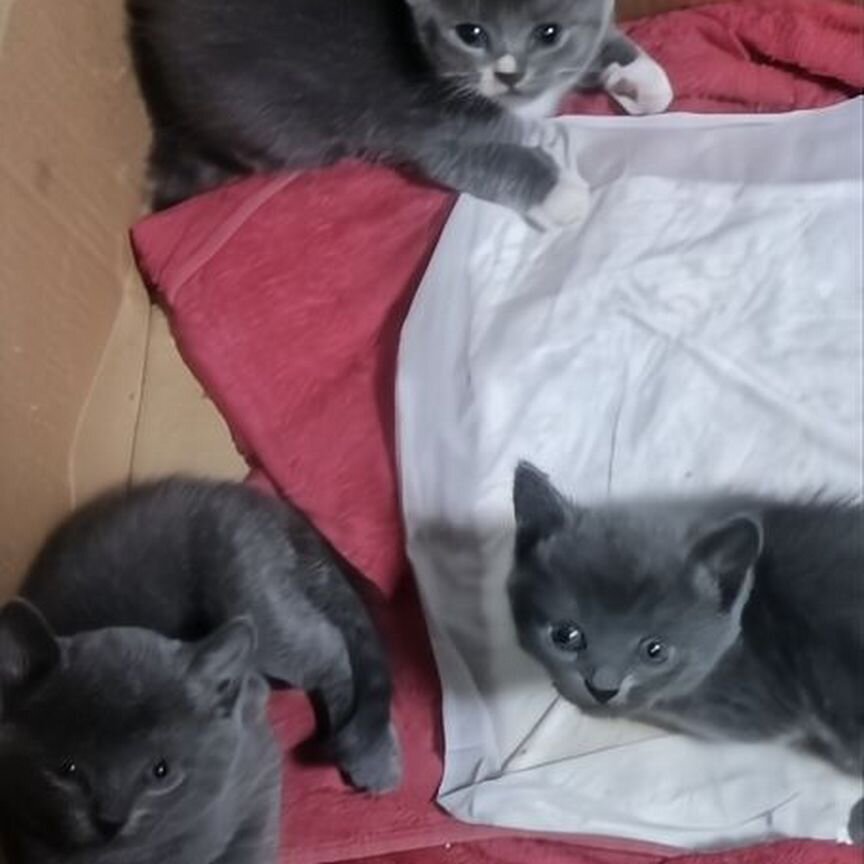 Котёнок в добрые руки