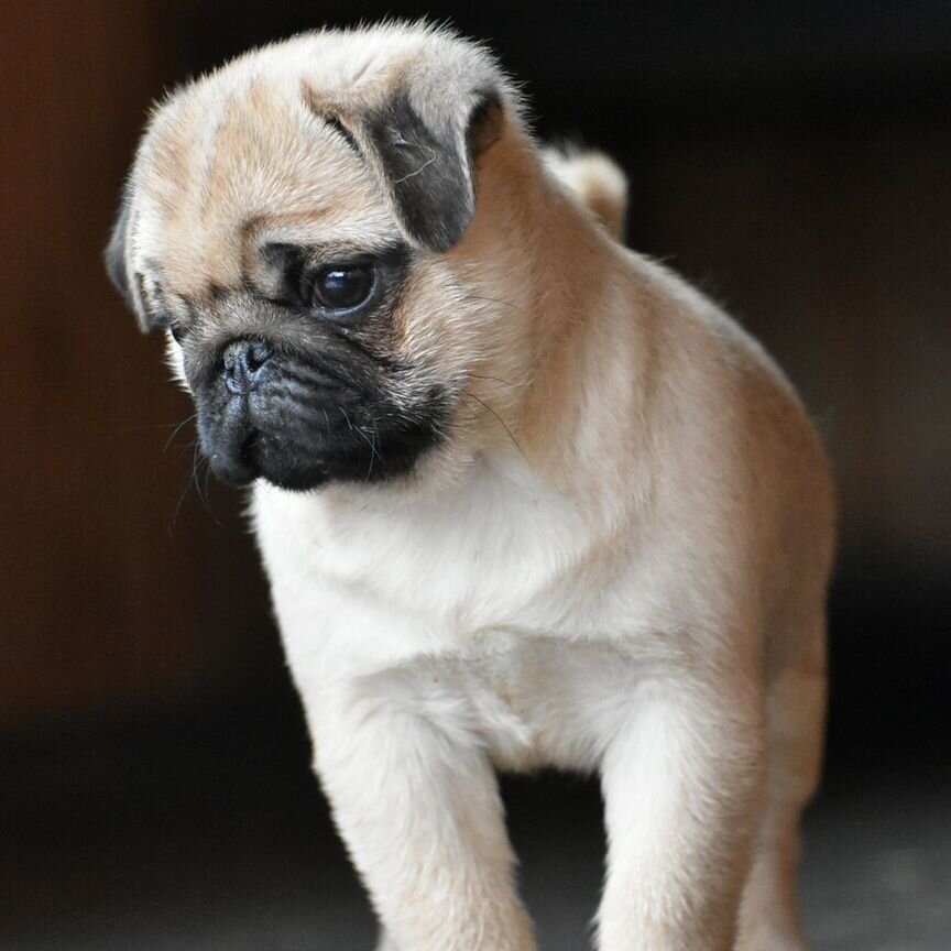 Бежевый мальчик