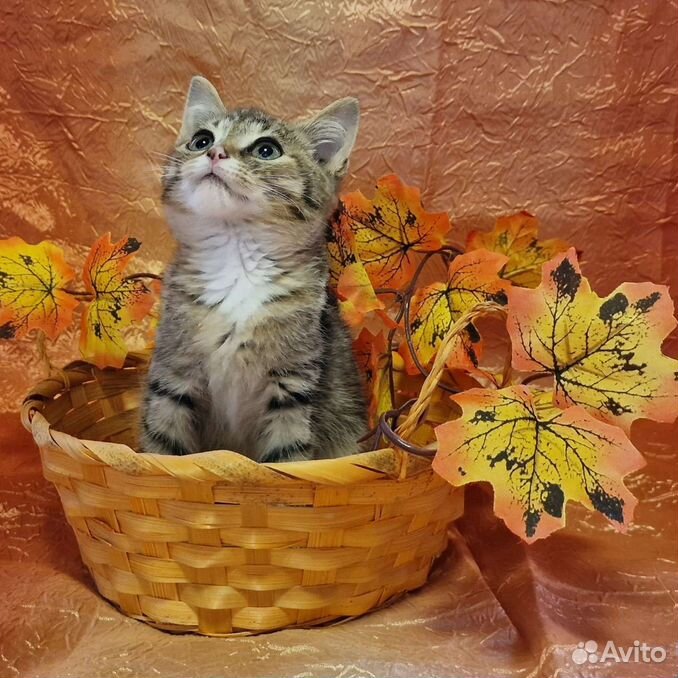 Нежный котёнок с ладошку