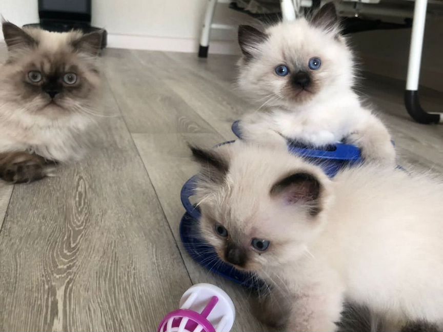 Невские маскарадные котята