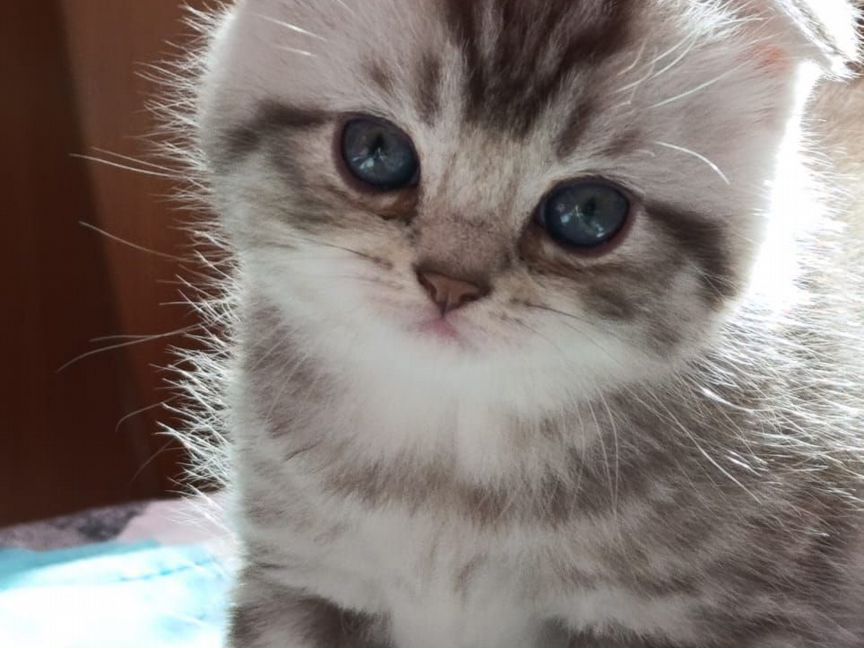 Кошки породистые