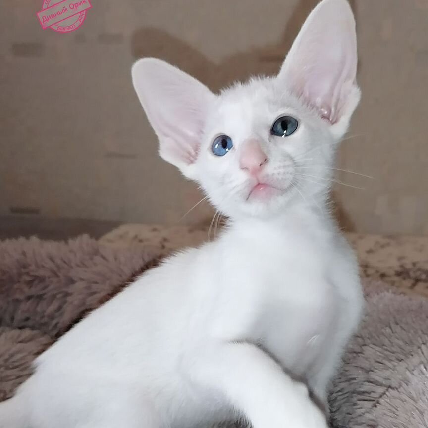 Ориентальные котята
