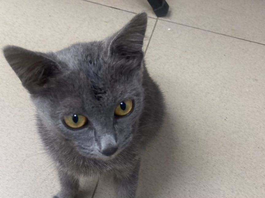 Русская голубая кот, мальчик, 4 мес