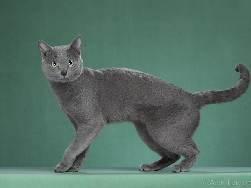 Кот русская голубая