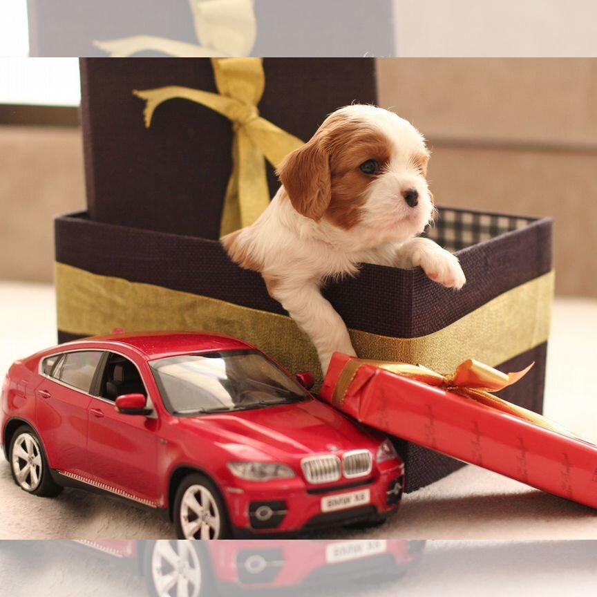 Кавалер кинг-чарльз-спаниель, щенок