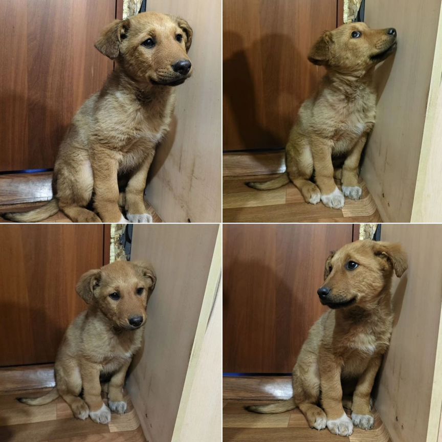 Щенок в добрые руки