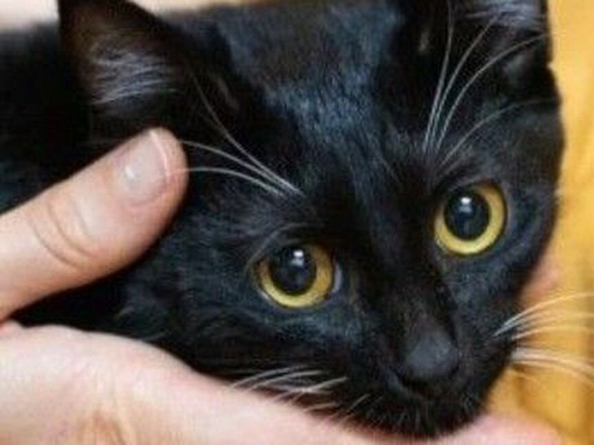 Подросток котенок Джинни будет вам лучшей подругой