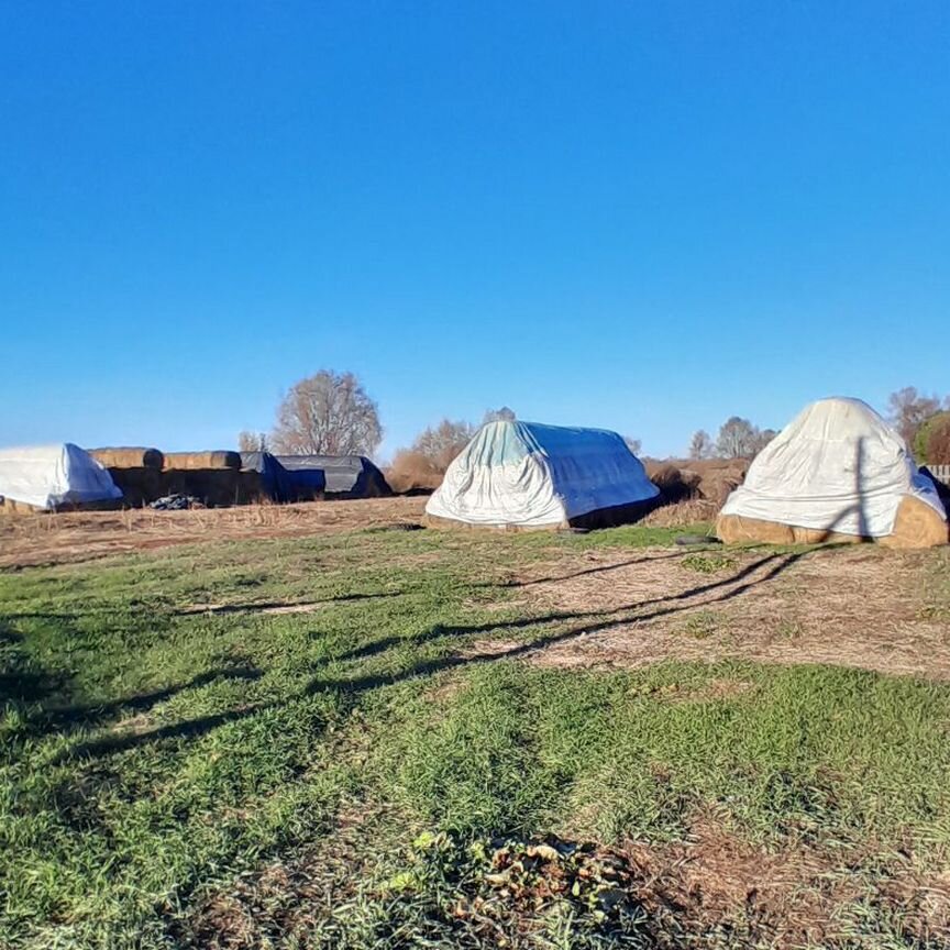 Продам сено в рулонах