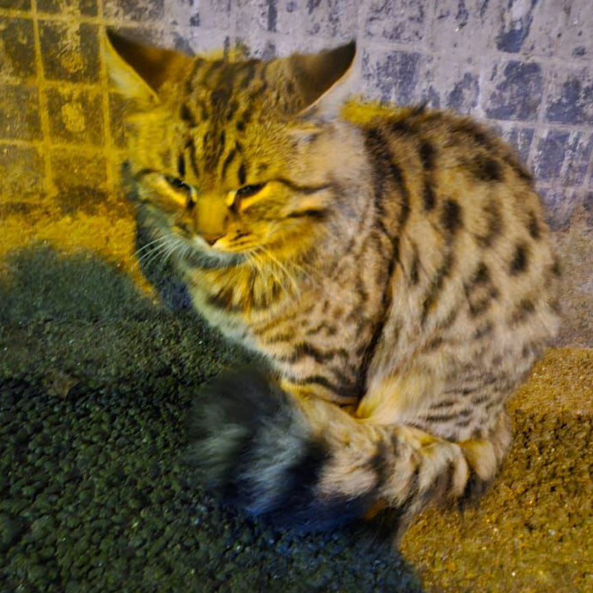 Взрослый кот в добрые руки