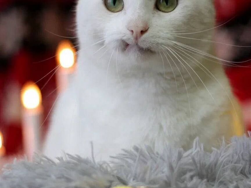 Белоснежный кот