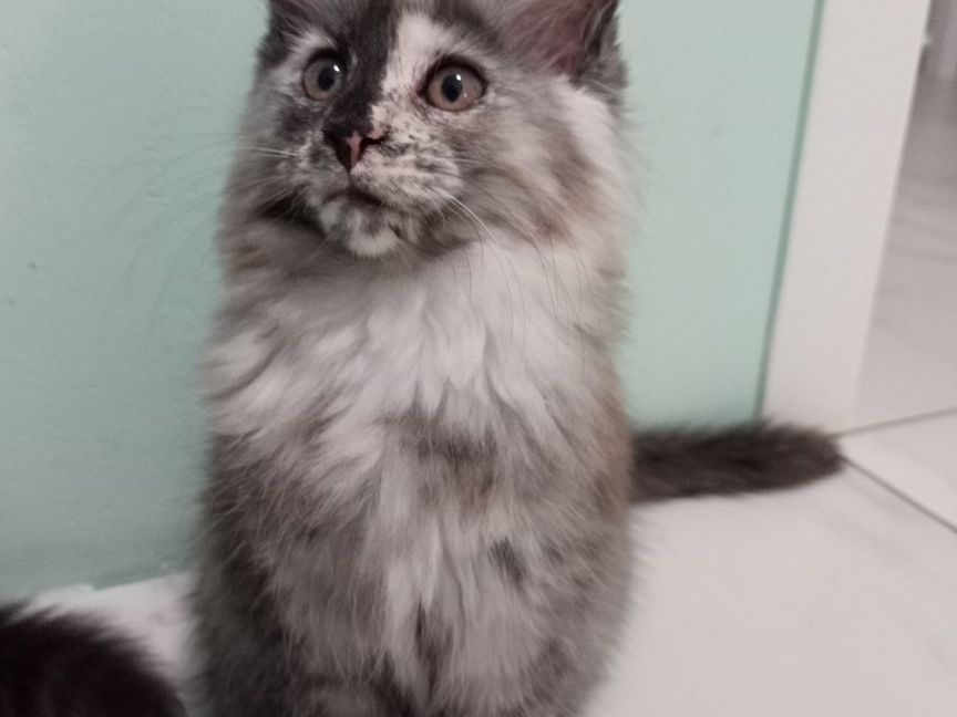 Продам кошечку, породы Мейн-Кун. 2.5 месяца