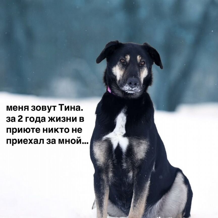 Плюшевая Тина ищет дома