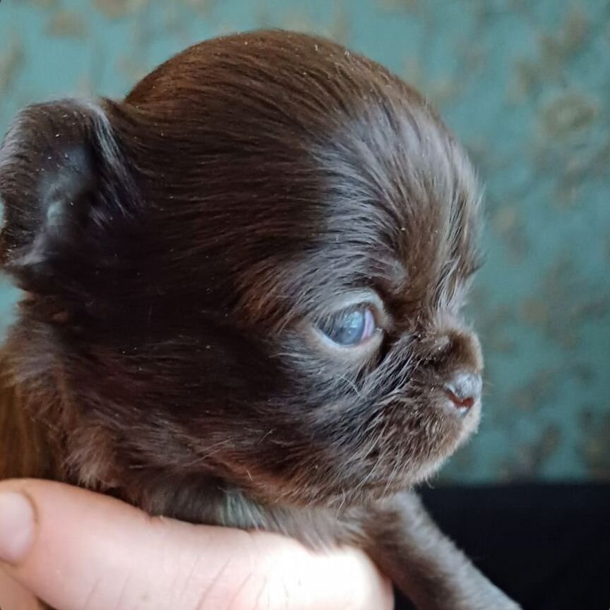 Чихуахуа шокодетки и белые