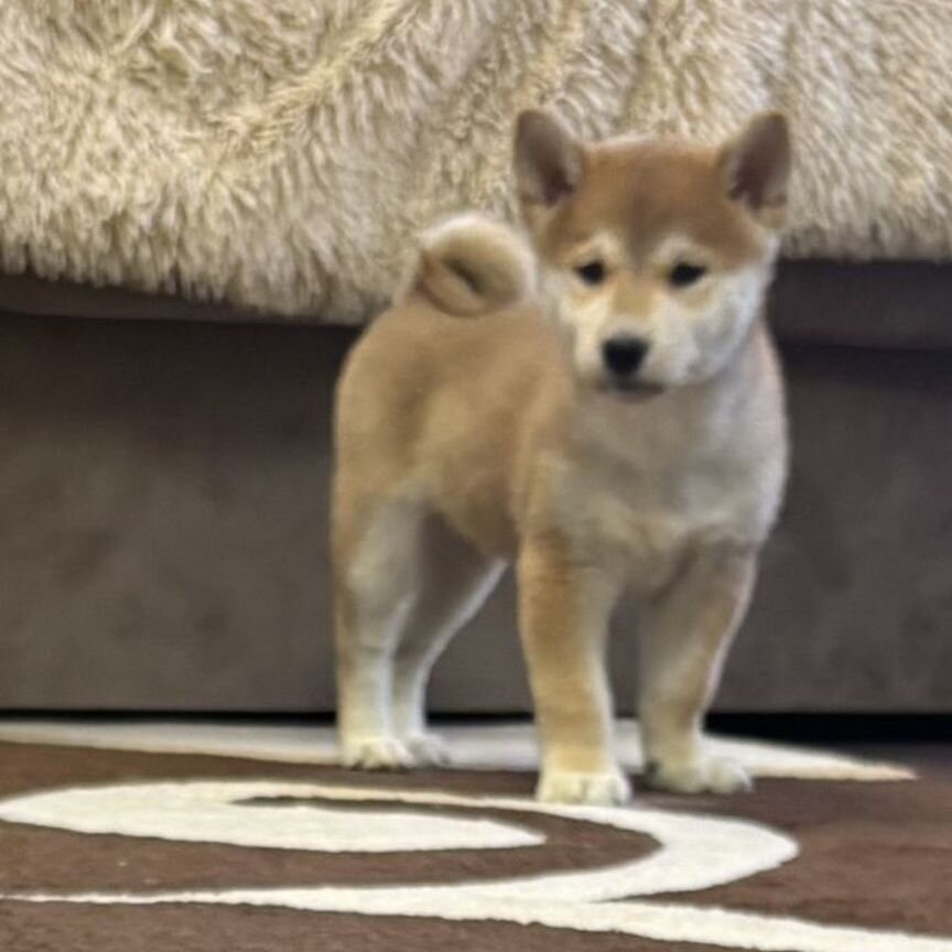 Сиба-ину, щенок