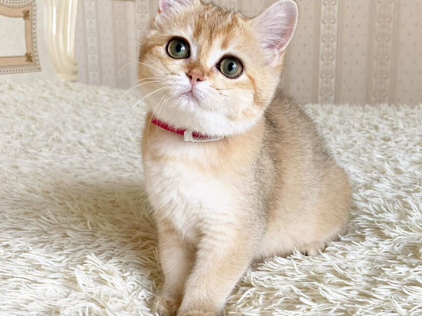 Милая девочка Queen ny11