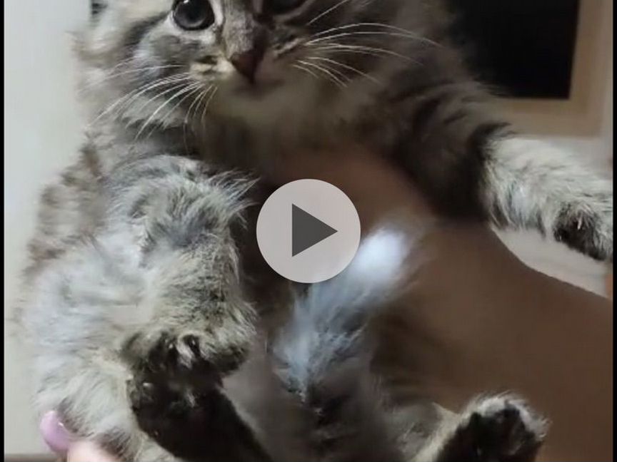 Котята в добрые руки даром