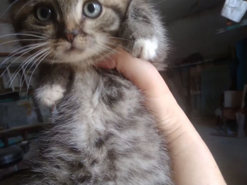 Котёнок в добрые руки