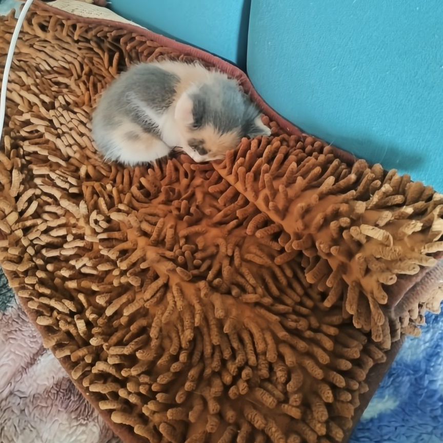 Эгейский котёнок