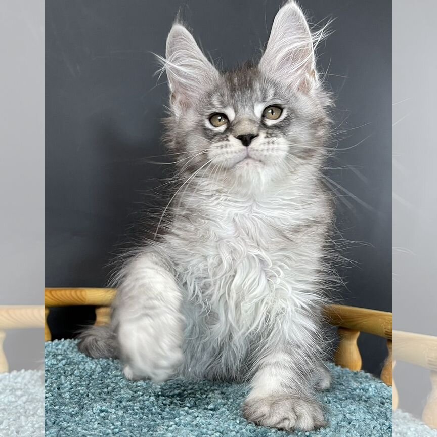 Мейнкун кот мальчик