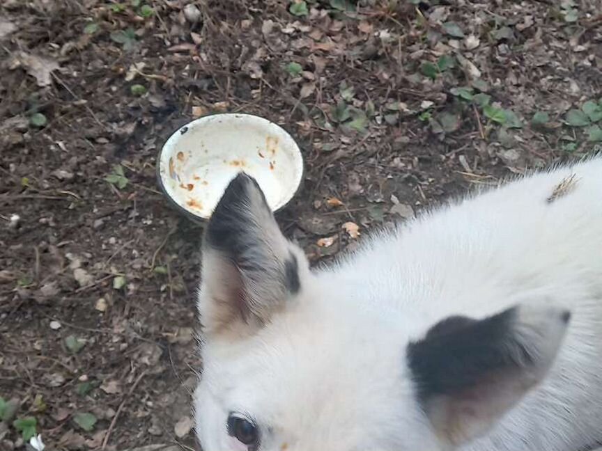 Собака в добрые руки