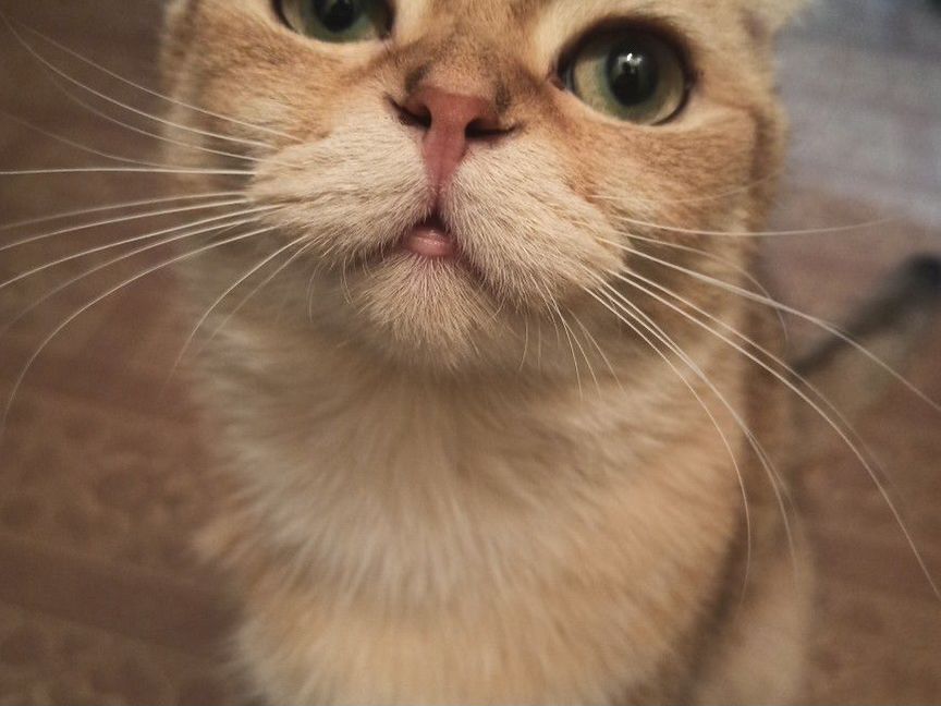 Шотландский кот вязка