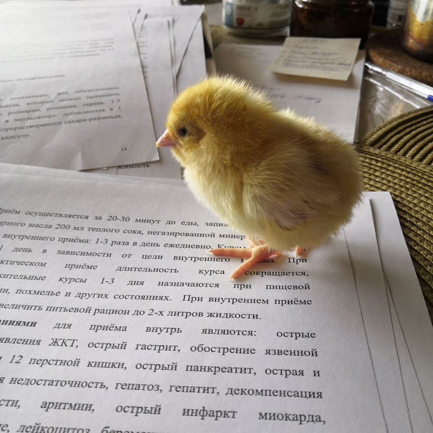 Цыпленок 1 шт