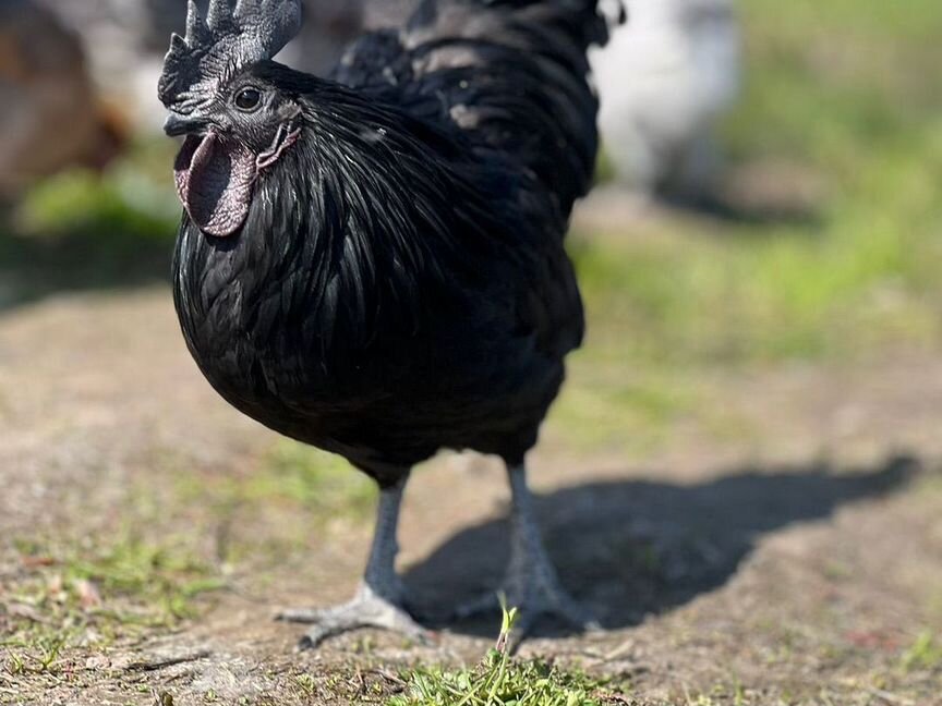 Петух Ухейилюй