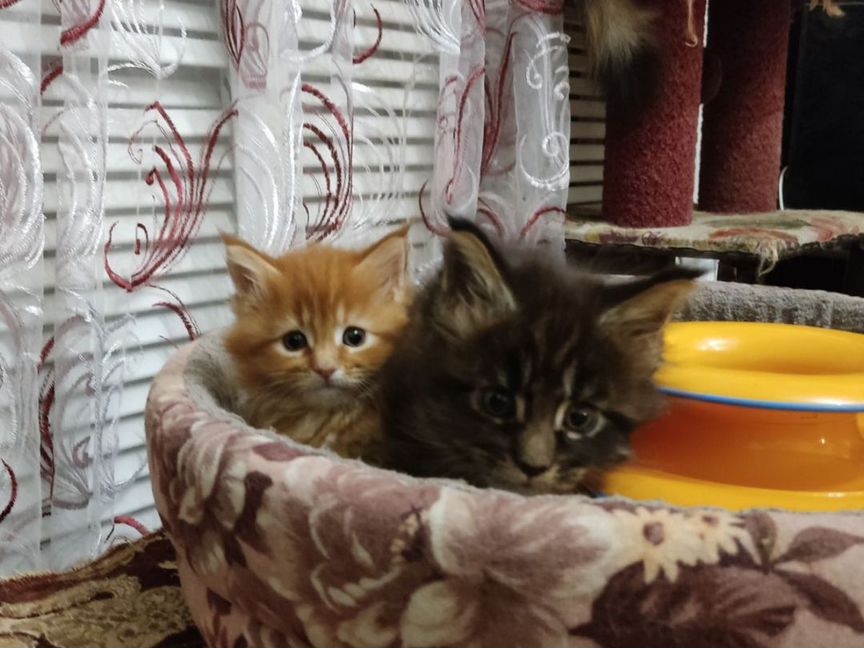 Котята мейн-кун