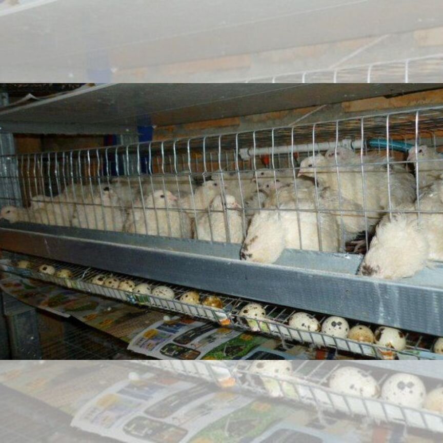 Инкубационное яйцо техасского перепела