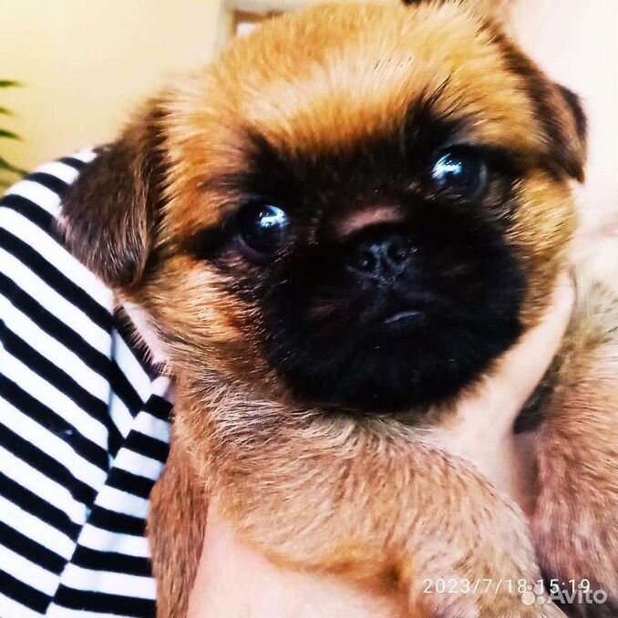 Девочка грифон