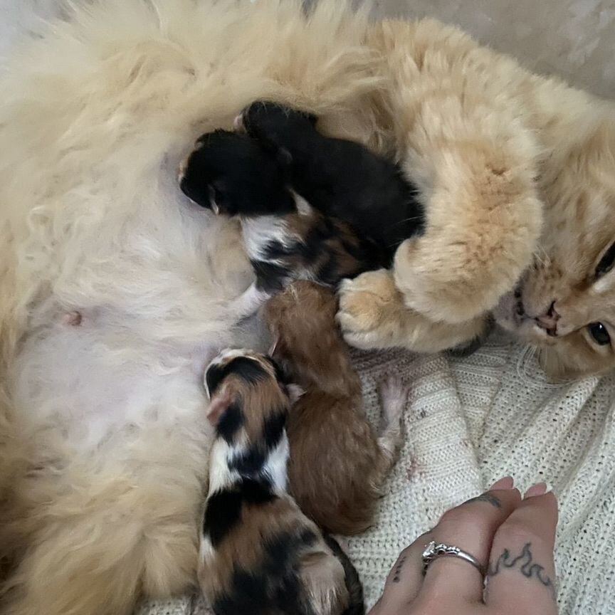 Породистые котики в добрые руки