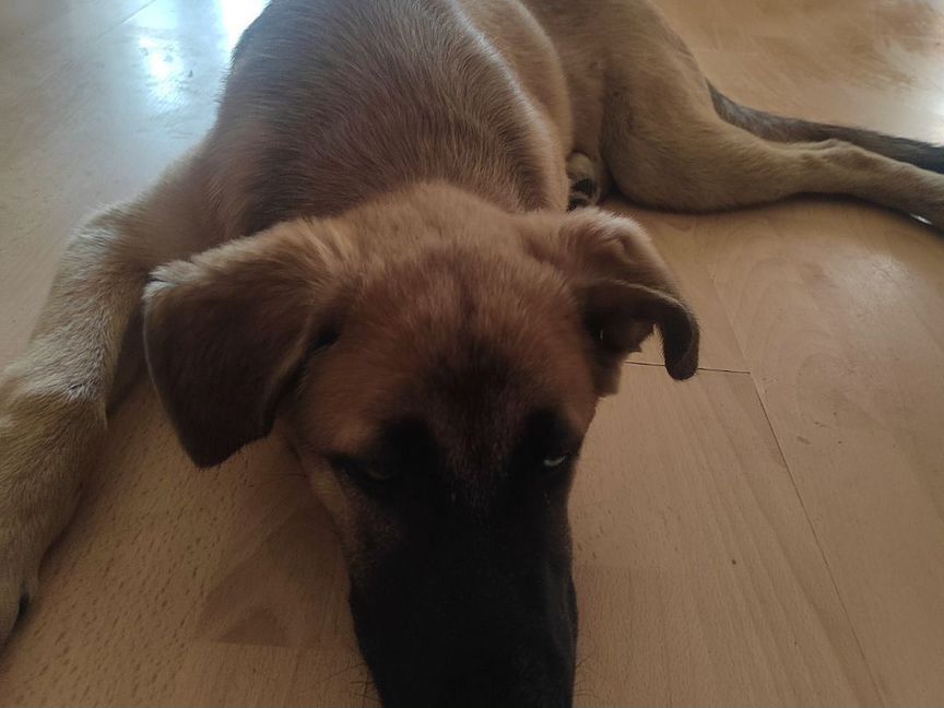 Собака в добрые руки отдам бесплатно