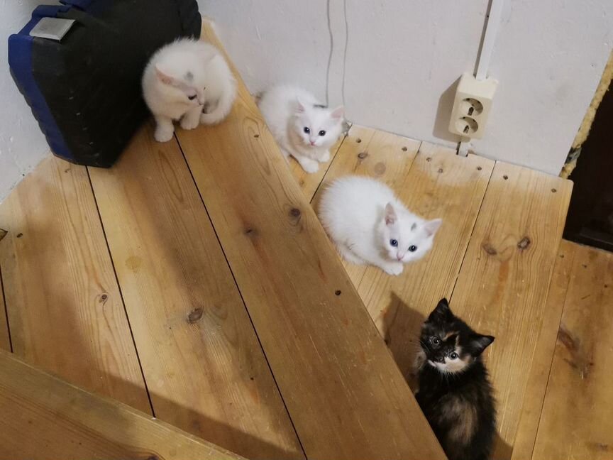 Котята в добрые руки бесплатно