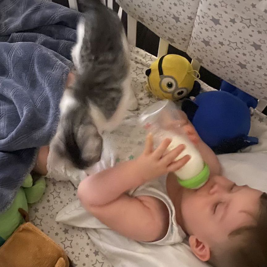 Лучшие домашние няньки котята 3 мес