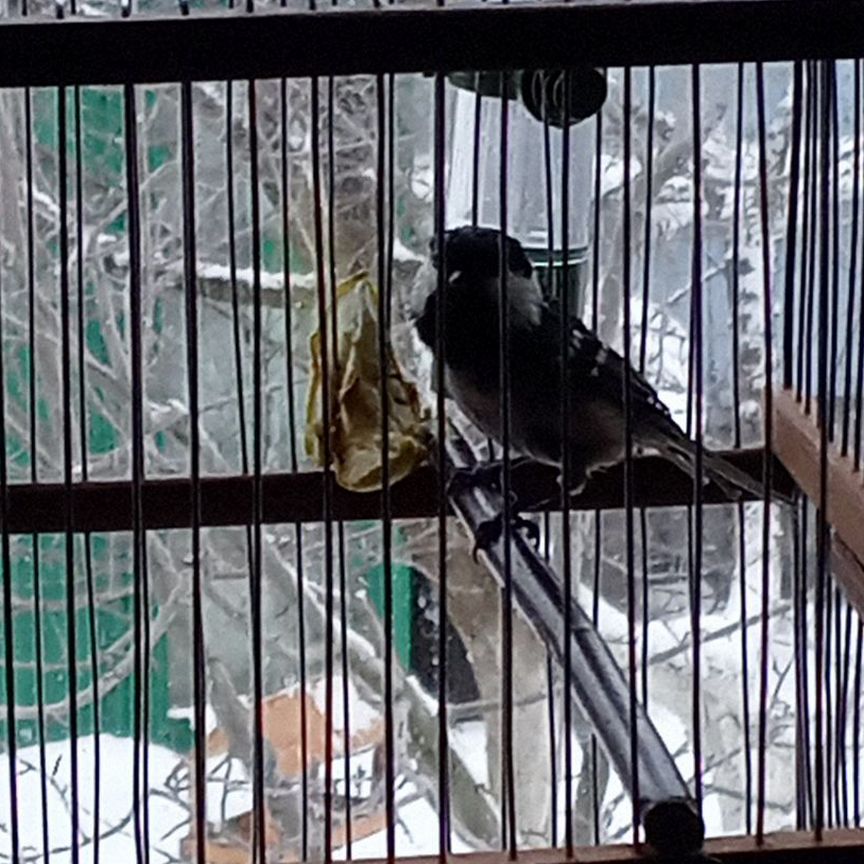 Чижи щеглы певчие птицы, синицы московские