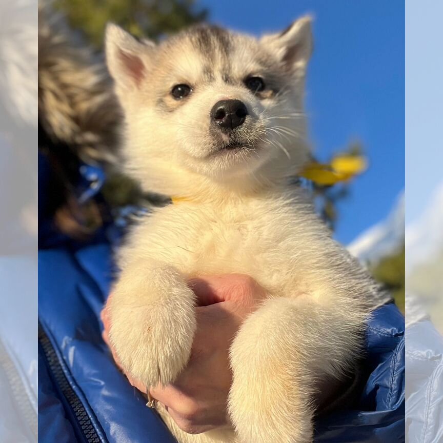 Сибирский хаски, щенок